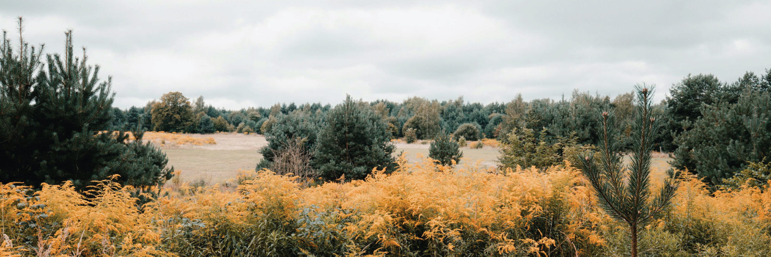 Local Businesses are like Native Plants - Belfast Community Coop